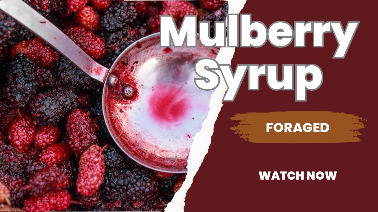 Mulberry Syrup from foraged mulberries #Mayitlast - YouTube