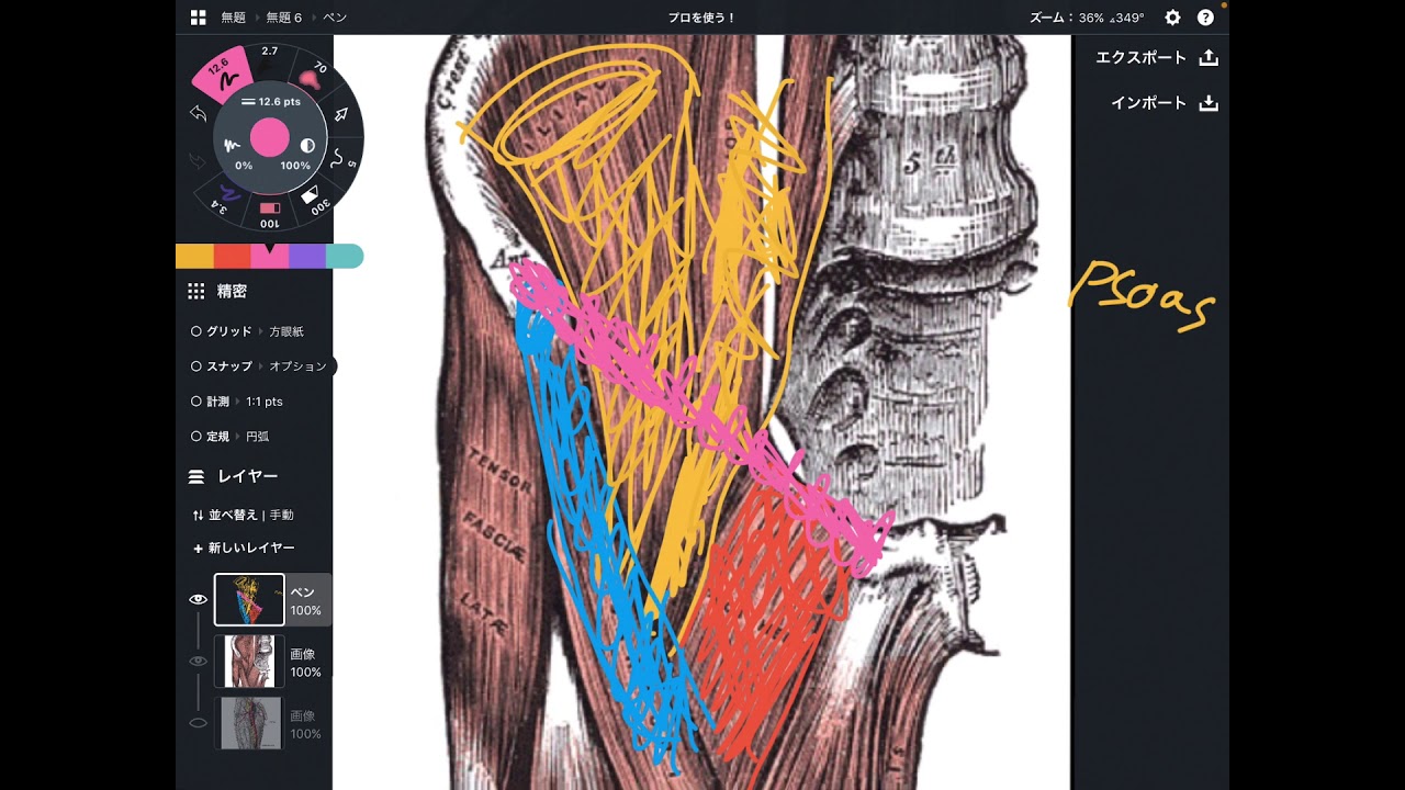 Anatomy of inguinal area (English) - YouTube