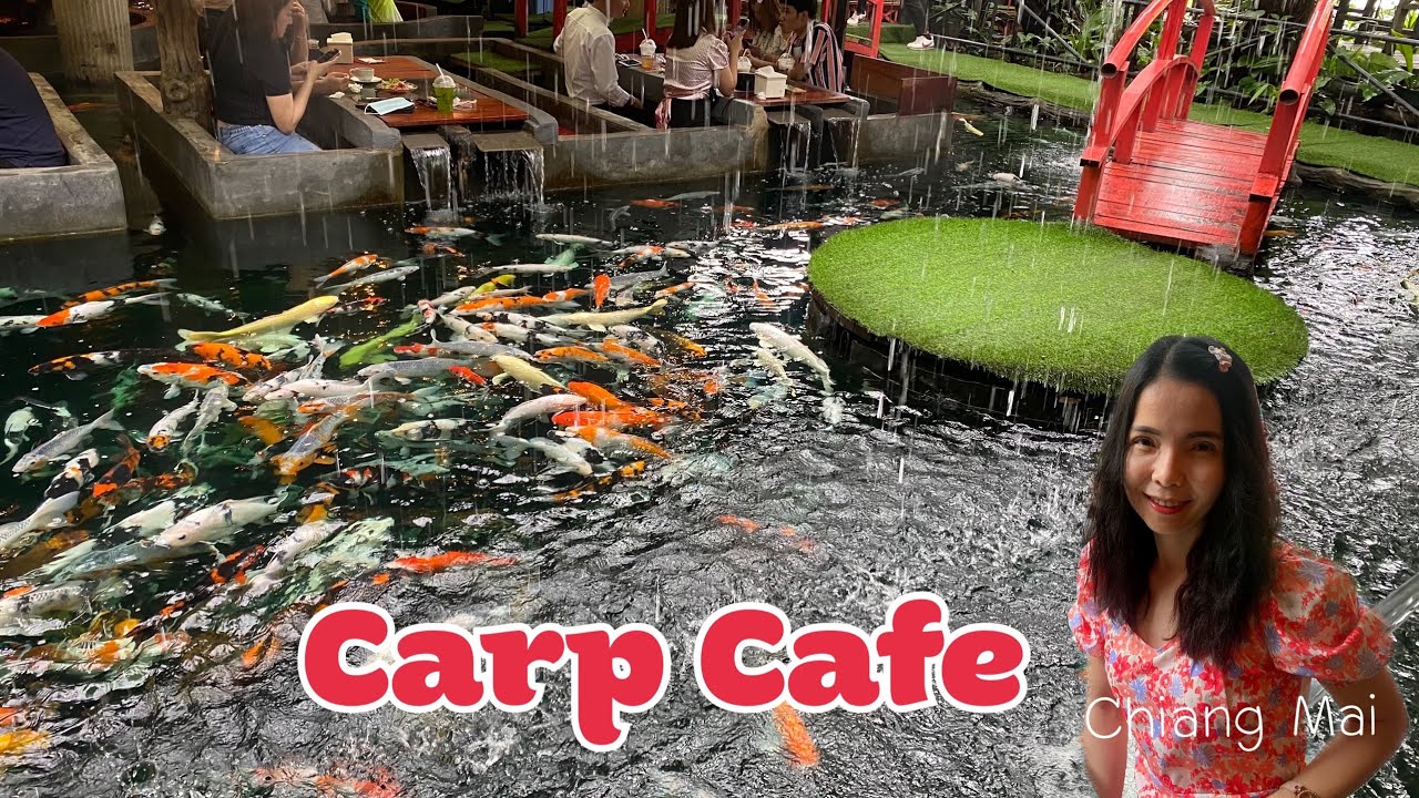 Carp Cafe (คาร์ปคาเฟ่ เชียงใหม่) Chiang Mai - YouTube