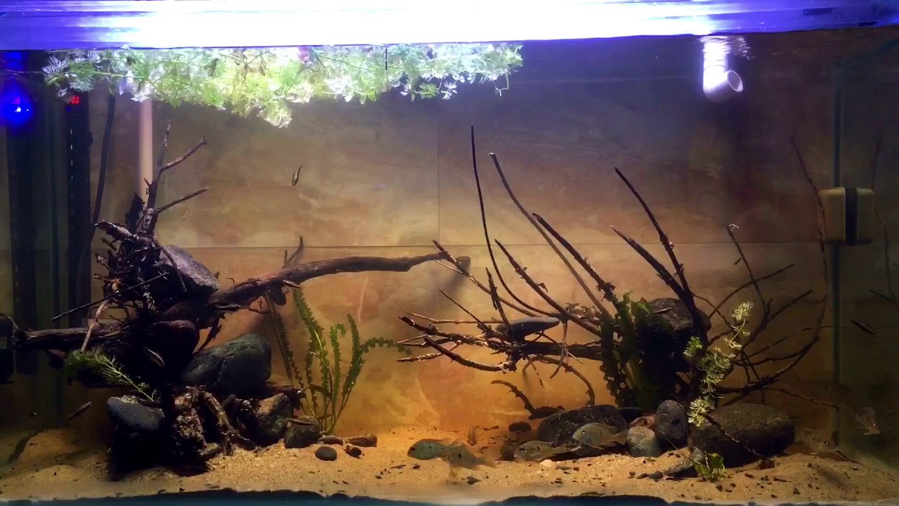 Black Water Amazonian Biotope - YouTube
