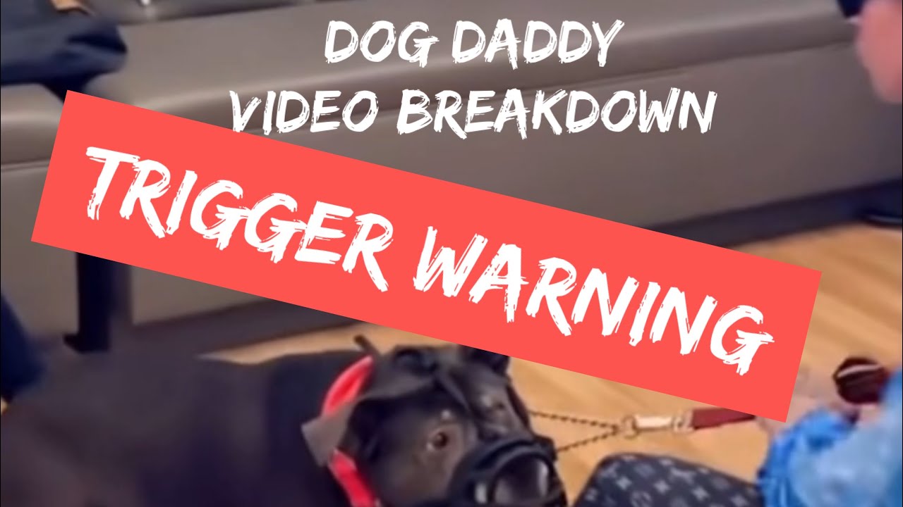 TRIGGER WARNING: Dog Trainer Analysis & Breakdown of Dog Daddy Video ...