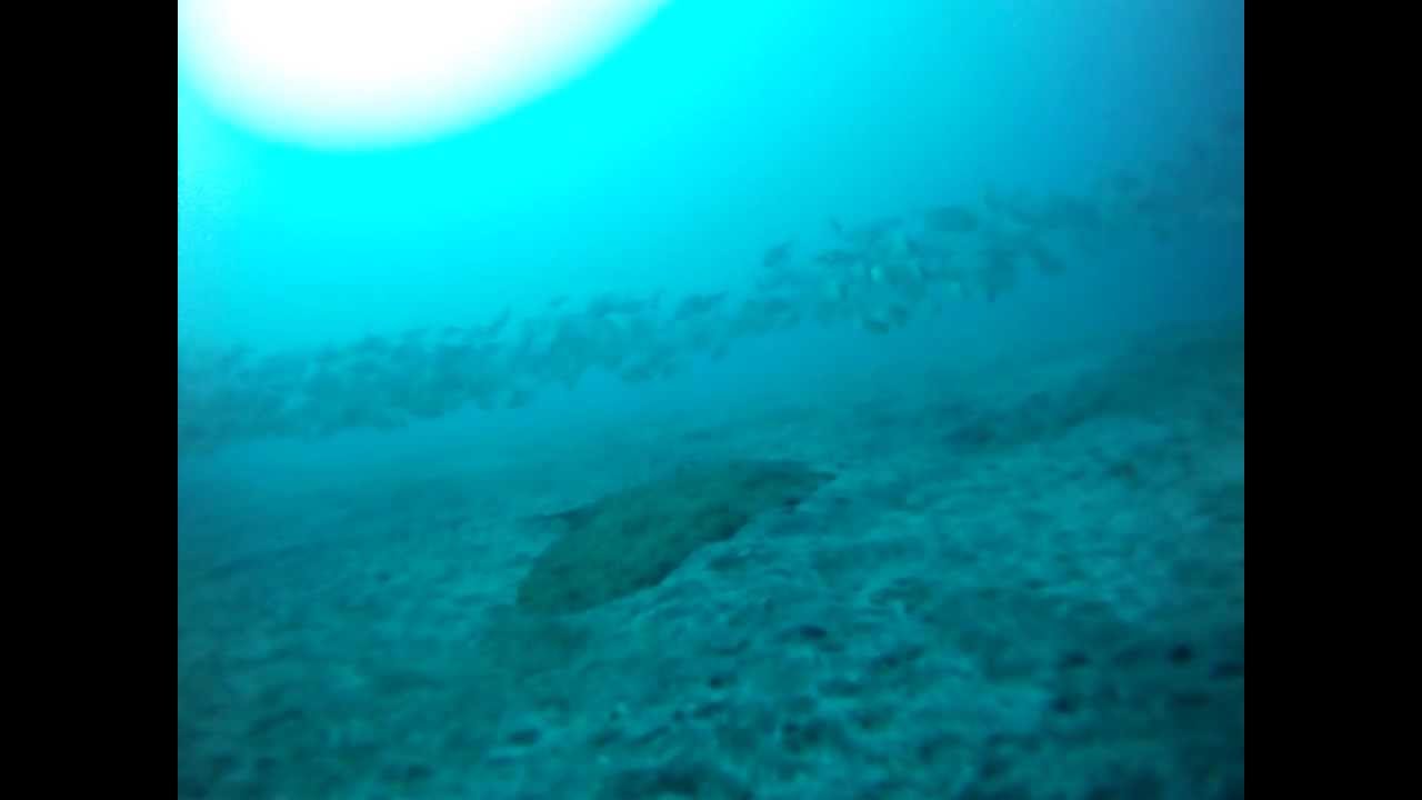 Butterfly Sting Ray GoPro - YouTube
