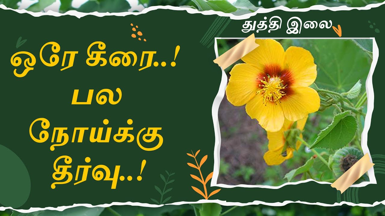 Thuthi Leaf Uses In Tamil Simply Shenba YouTube thuthi-leaf-uses-in-tamil-simply-shenba-youtube