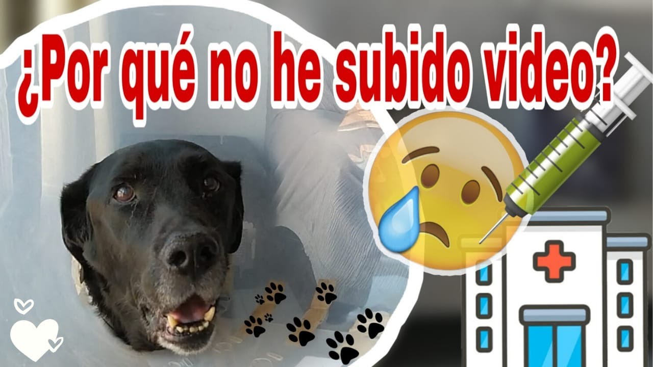 ¿Por que no he subido video?/Mi perro esta malito - YouTube