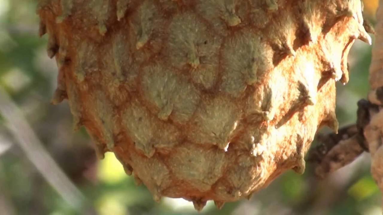 Araticum ou Marolo, Annona-crassiflora, Para fazer mudas veja o passo-a ...