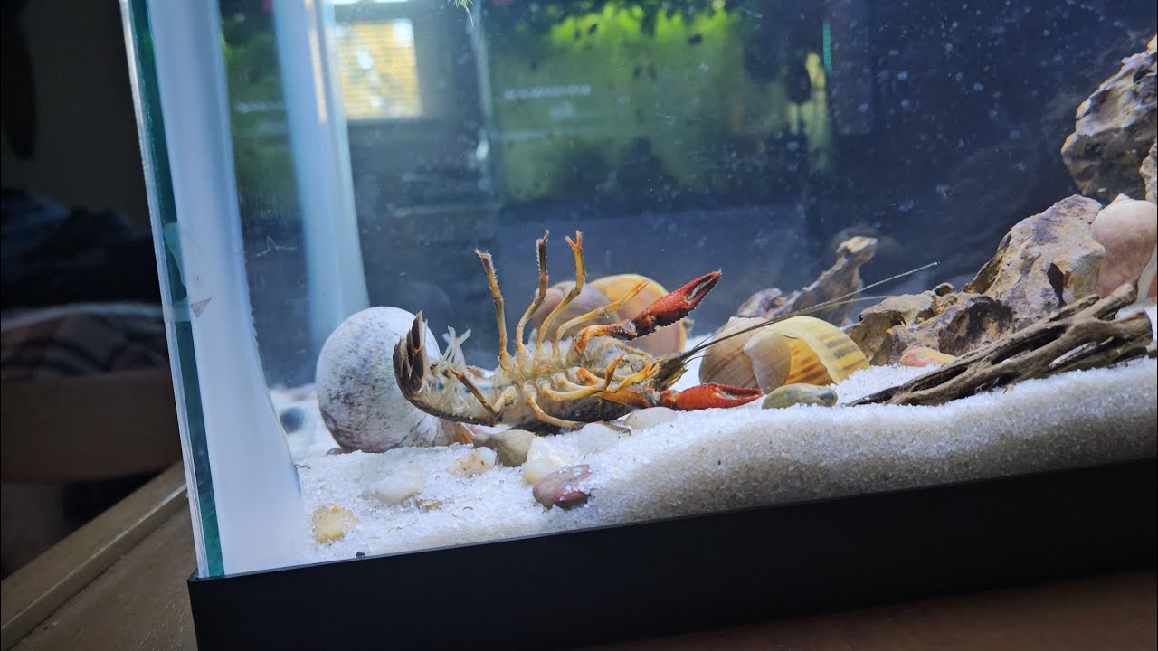 Louisiana Crayfish Full Molt - YouTube