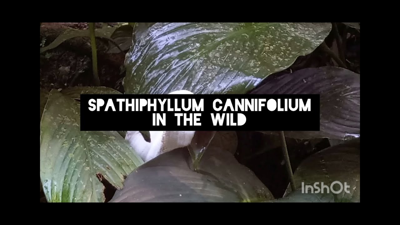 Aroids in the wild - Spathiphyllum cannifolium - YouTube