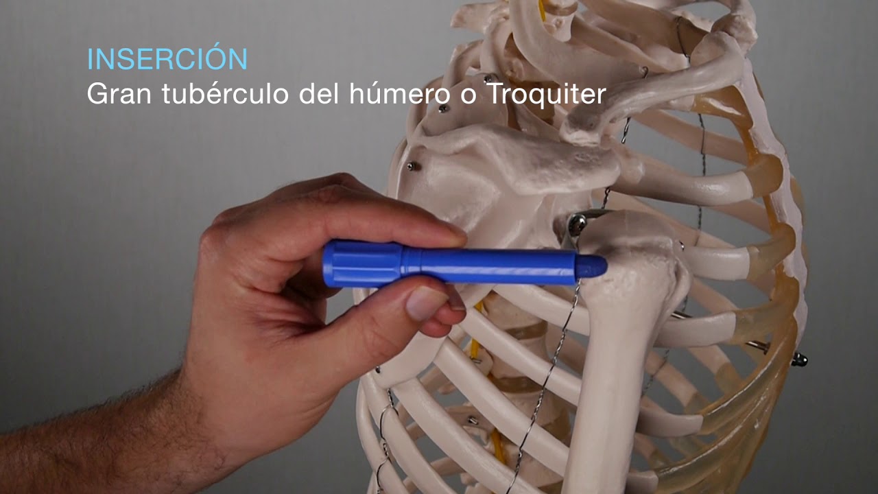 MÚSCULO REDONDO MENOR - YouTube