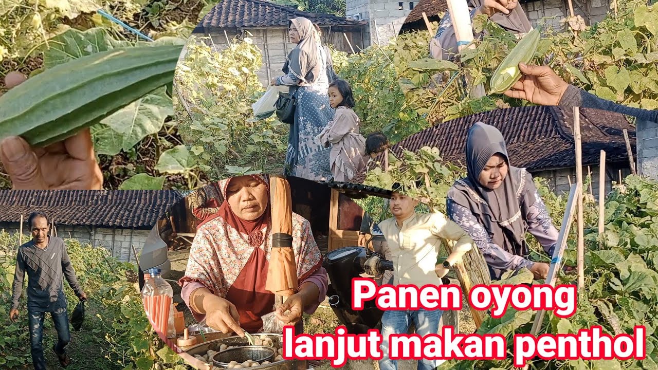 LEBARAN DI KAMPUNG ORANG PANEN OYONG/GAMBAS - YouTube