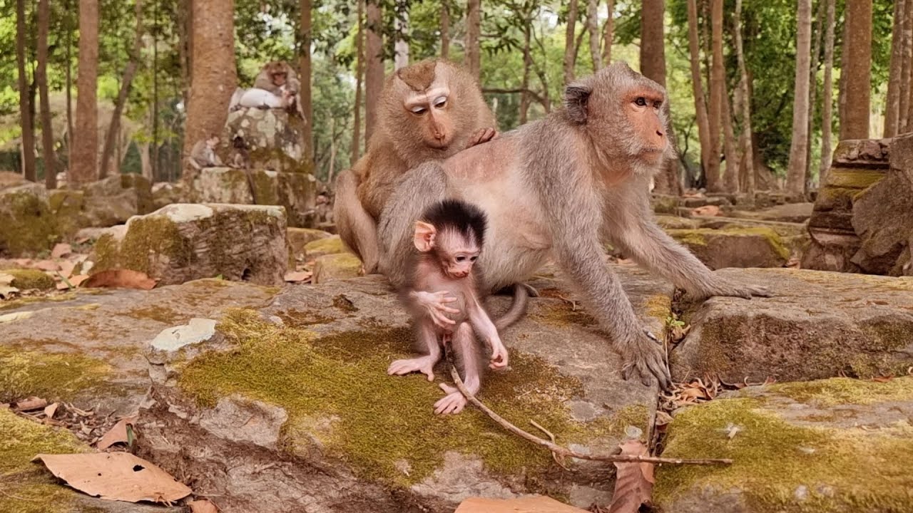 Lovely baby monkey Javor start naughty playing #shorts - YouTube