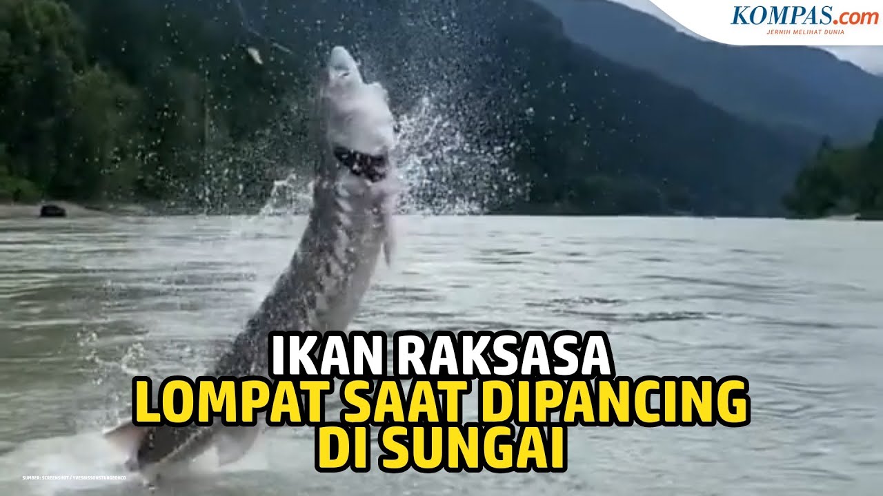 Ikan Raksasa Seberat 158 Kg Melompat Keluar Saat Dipancing di Sungai ...