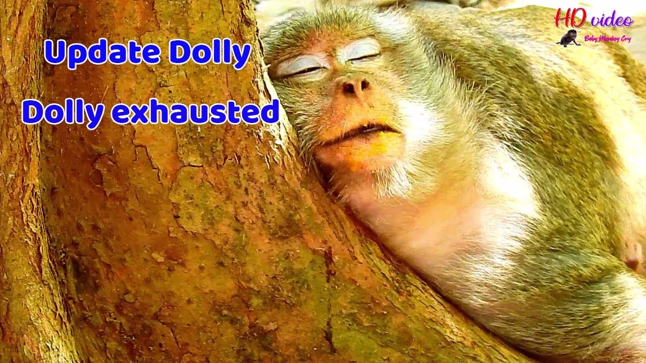 Update Dolly ! Very concern poor monkey Dolly look very exhausted ...