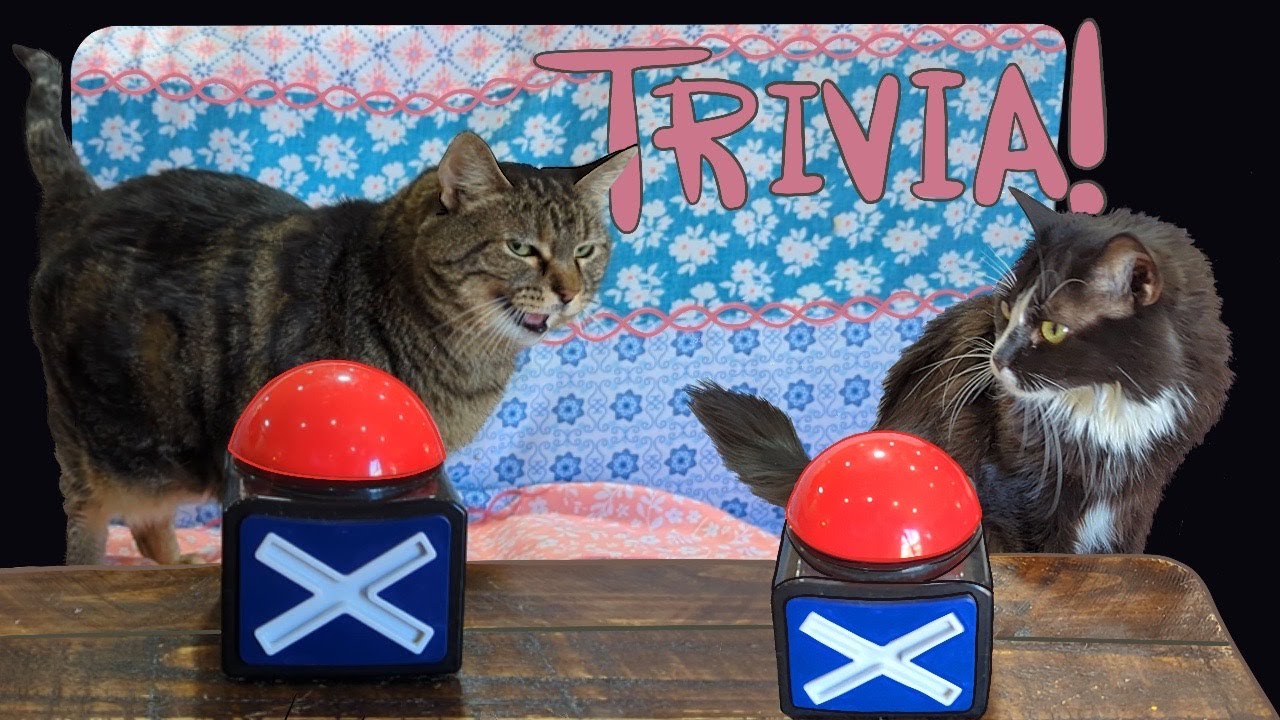 Trivia with Penny the talking cat! - YouTube