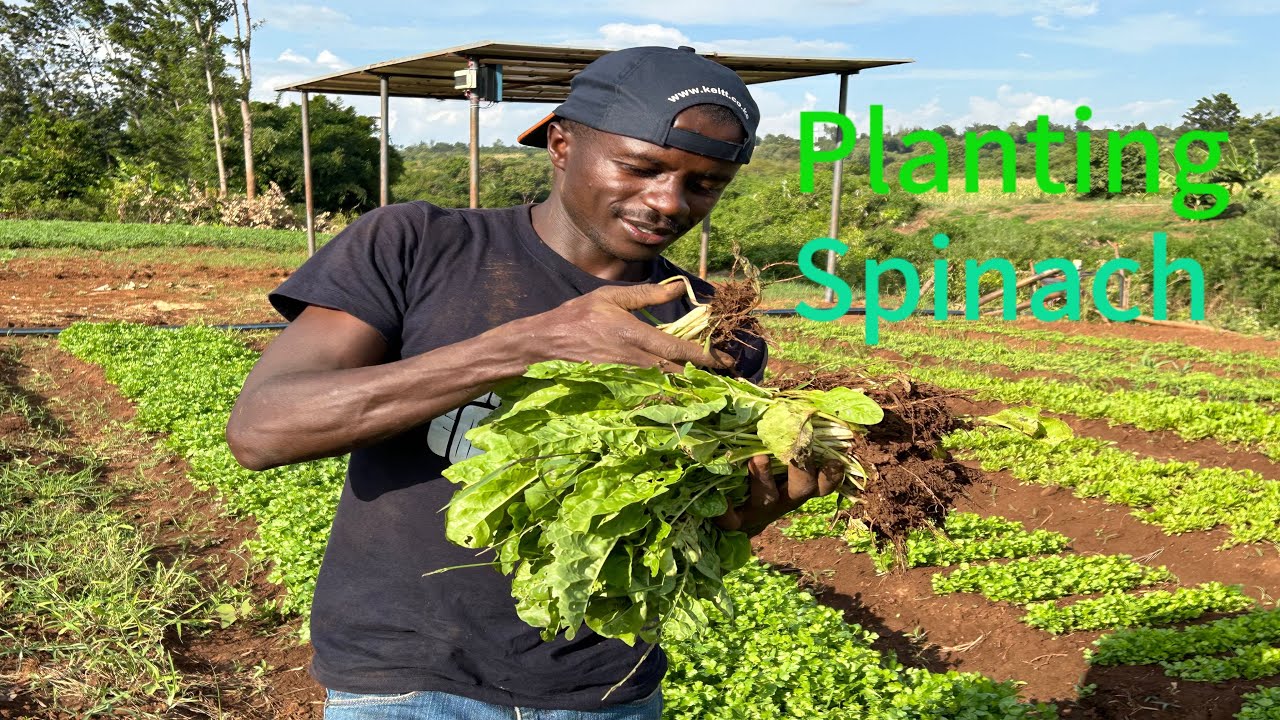 How to plant spinach seedlings and the fertilizer needed at planting ...