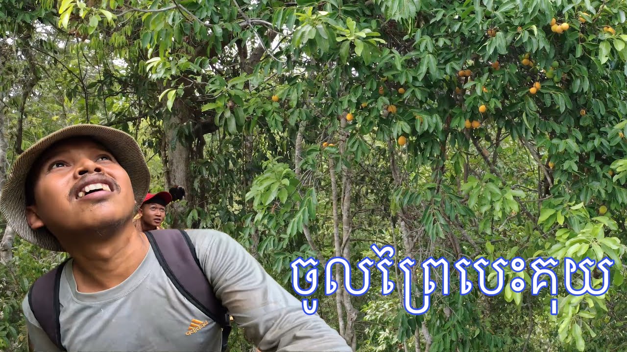 ចូលព្រៃបេះគុយ ផ្លែឈើកម្រឯដើមខ្ពស់ៗ - Go into the forest to pick Kui ...