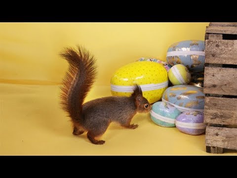 Funny Easter Squirrels 3 - Happy Easter - YouTube
