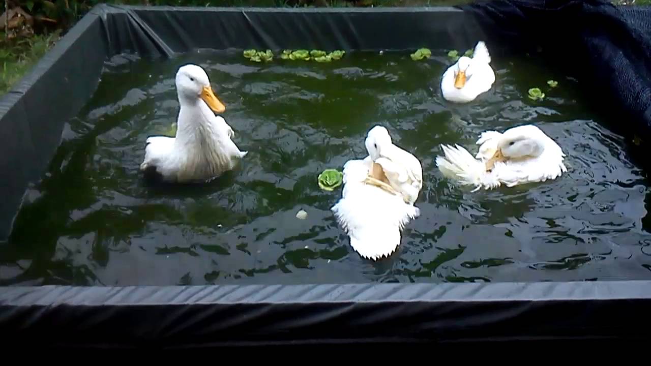 itik main kolam - YouTube