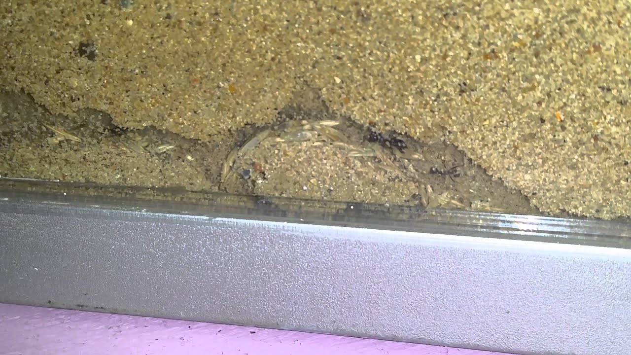 Harvester ants collecting seeds. - YouTube