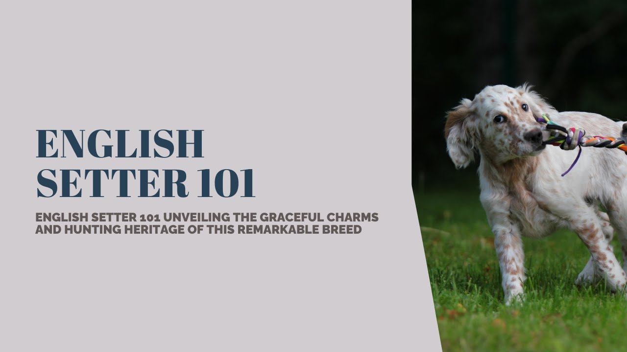 English Setter 101 Exploring the Grace, Intelligence, and Enduring ...