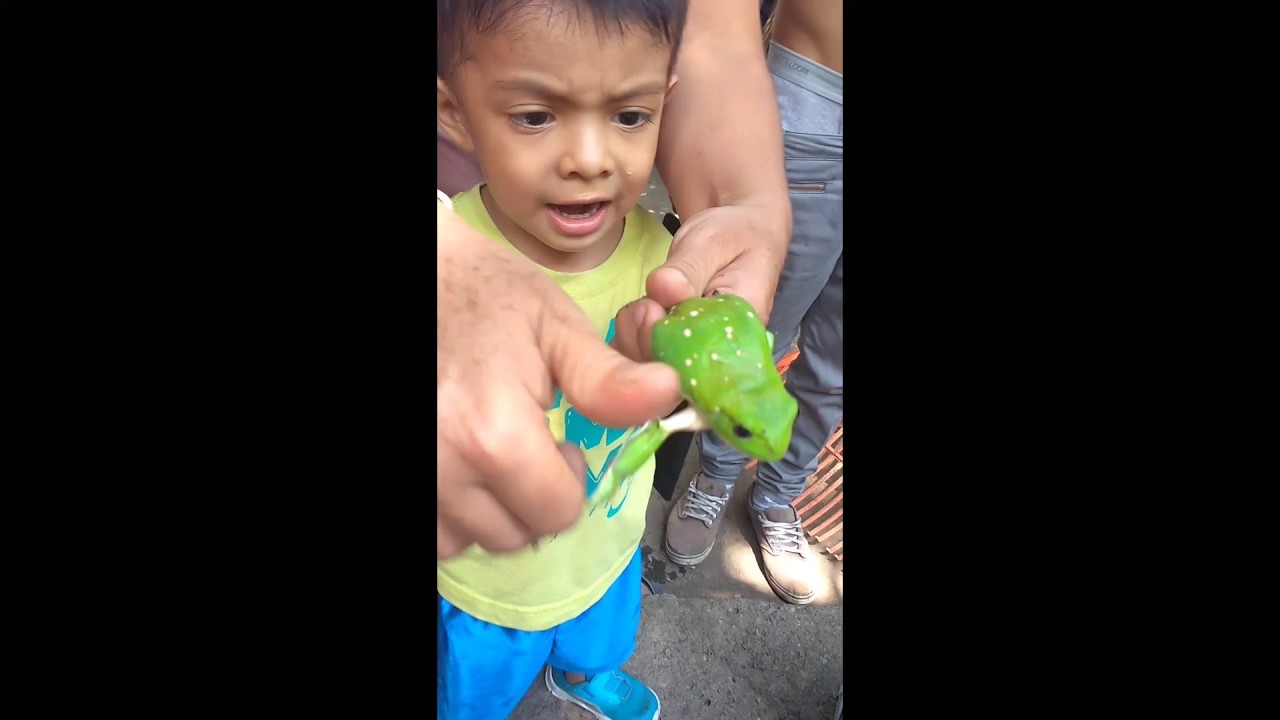 Rana!!! Me encontré una rana de la suerte!!! - YouTube