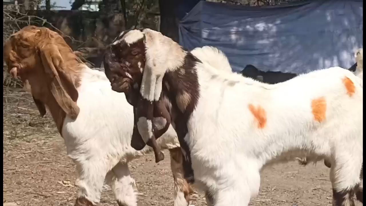 Top quality totapari mewati goat rafeek bhai balaheri walo ka mal - YouTube