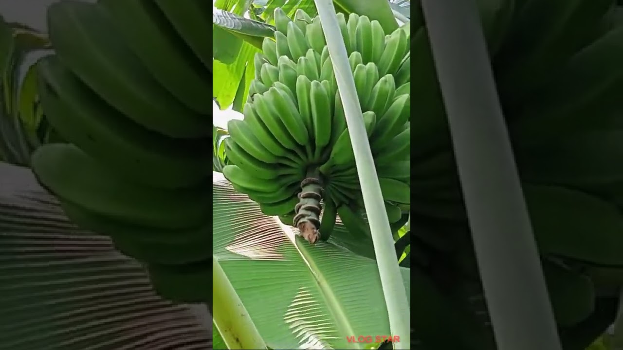 Malaking Buweg ng saging na Pusoran #shortvideo - YouTube