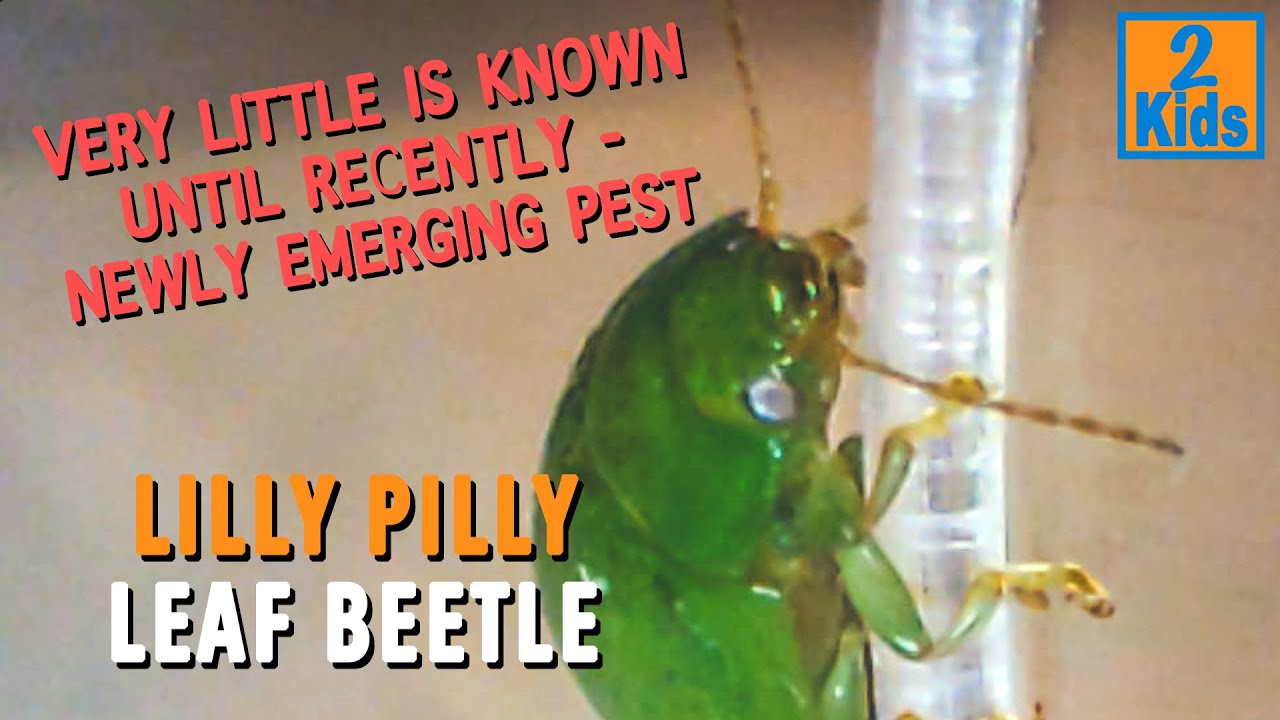 Nature's Play - Lilly Pilly Leaf Beetle #beetle #bug - YouTube