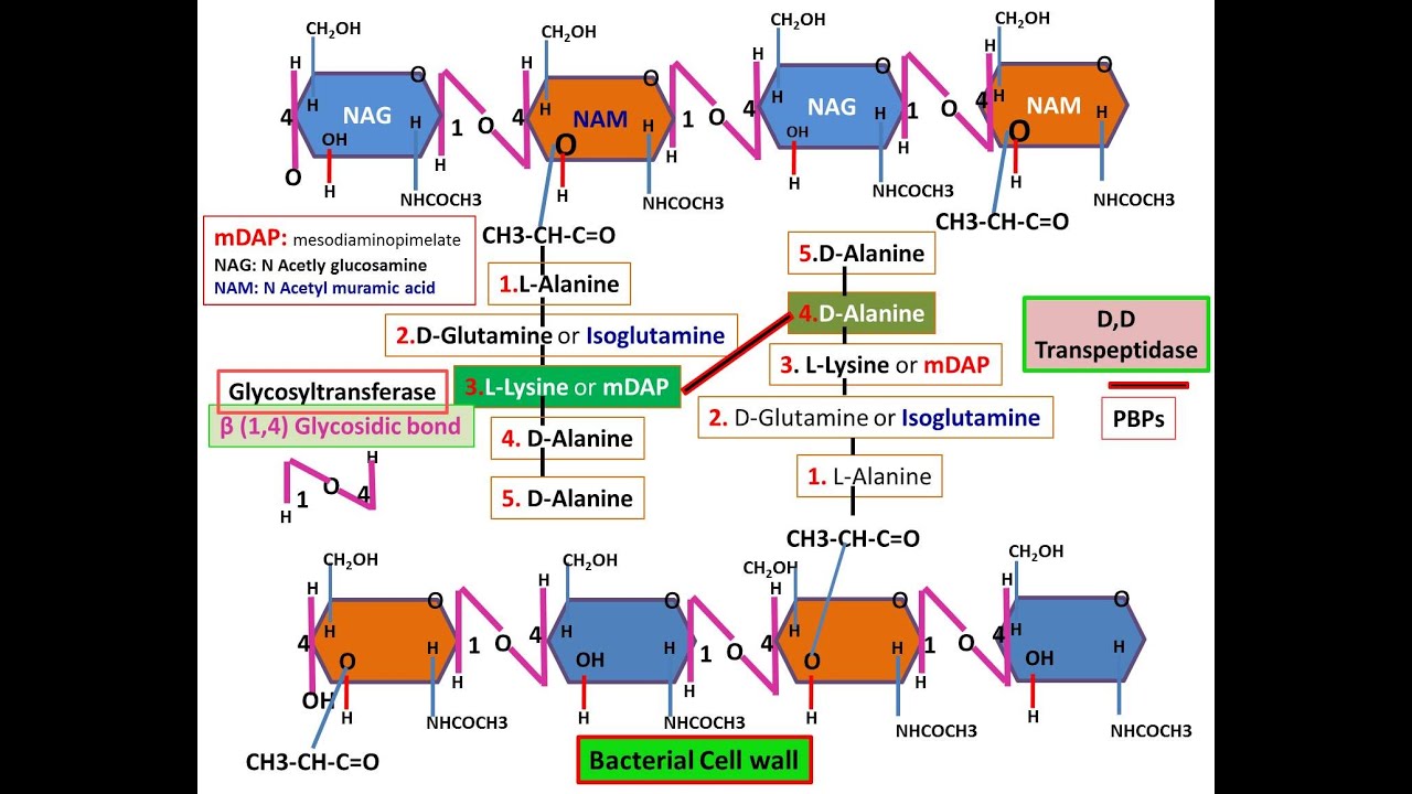 Bacterial Cell wall, Peptidoglycan: Transpeptidase@Dr.DNA-Primer - YouTube