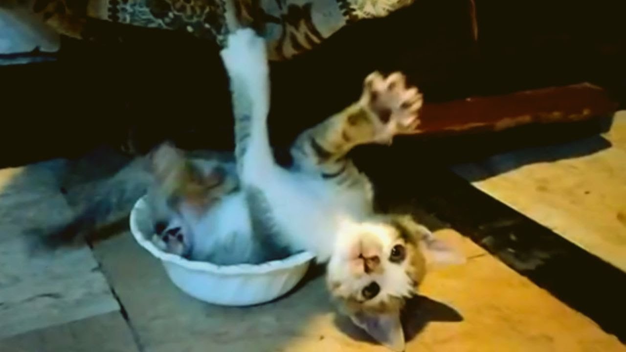 Funny Kittens With Baby Laughing Sound - YouTube