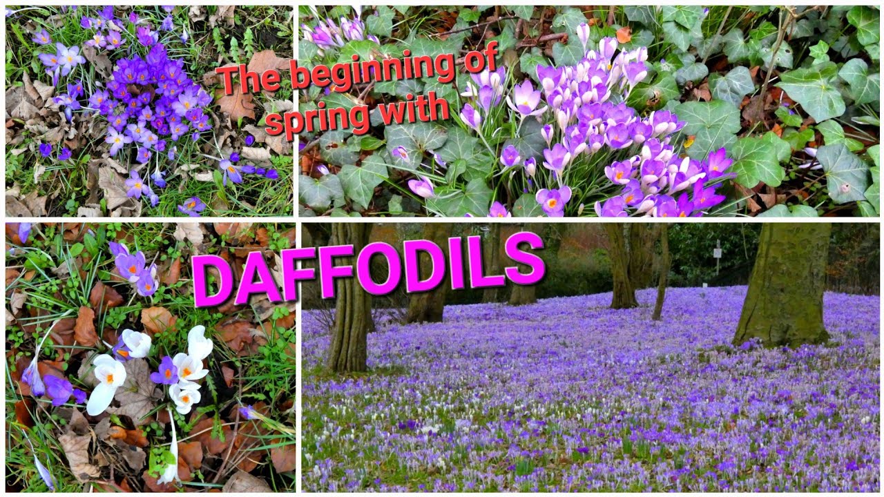 The beginning of spring with DAFFODILS ' - YouTube