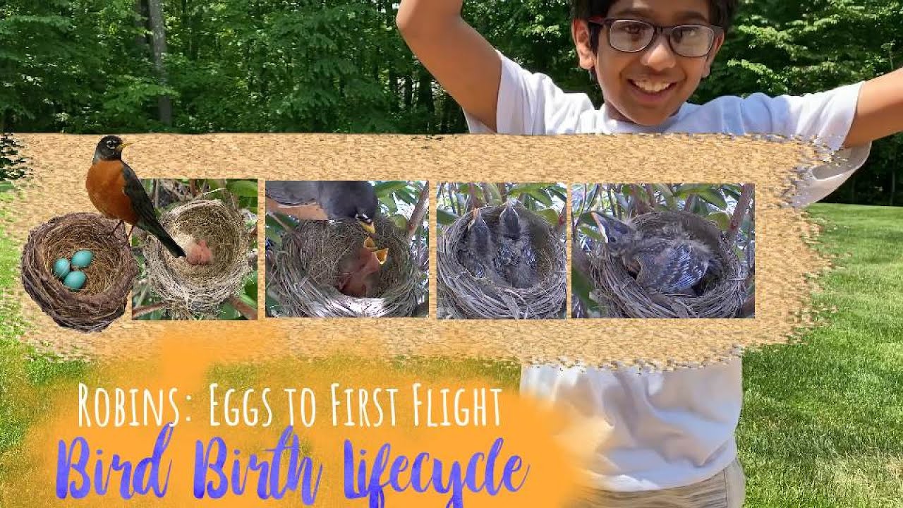 Kids Science: LIVE Capture Robin Babies Birth to First Flight! Nesting ...