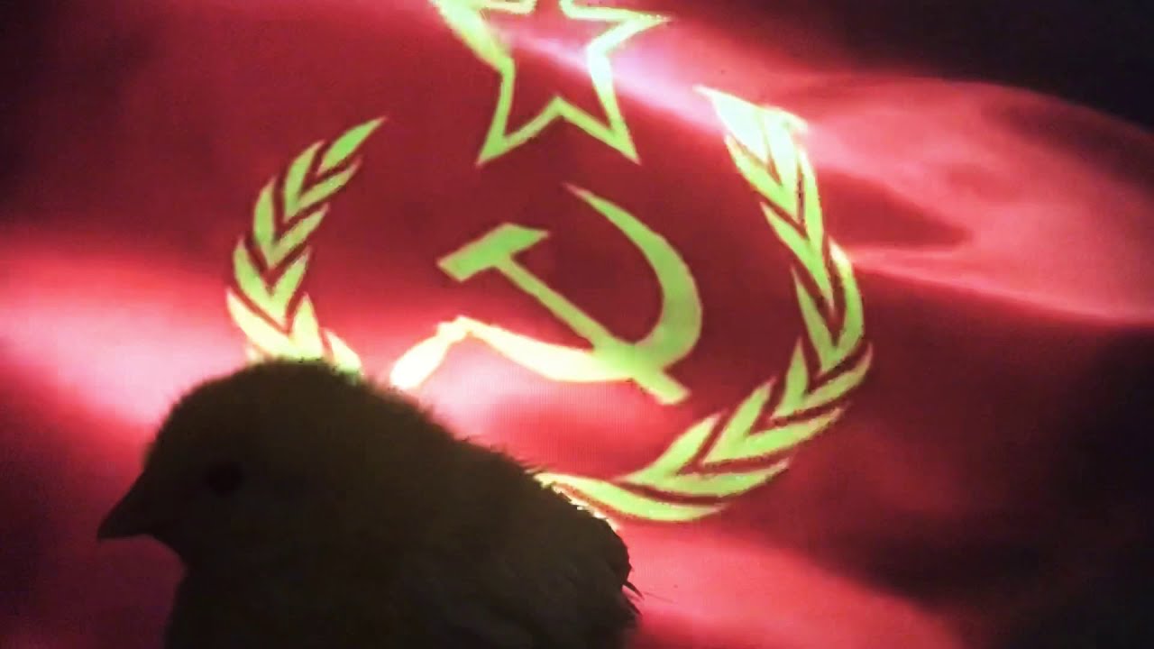 The USSR Soviet Union Baby Chicken - YouTube