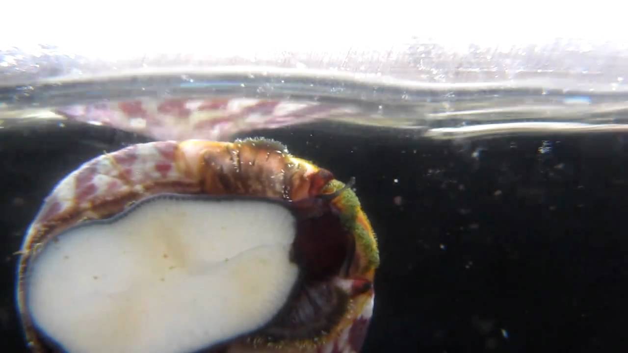 Kraylen's Lab - Banded Trochus Snail Spawning! - YouTube