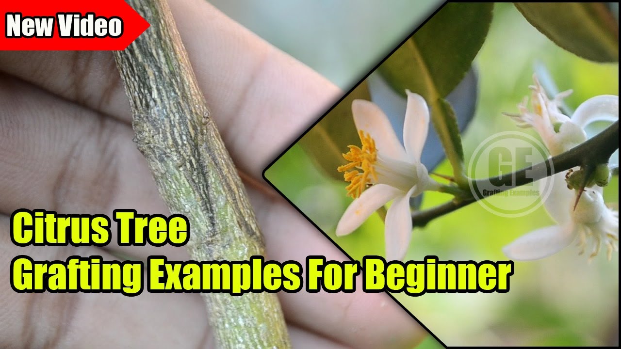 Grafting Citrus Tree Grafting Examples For Beginner - YouTube