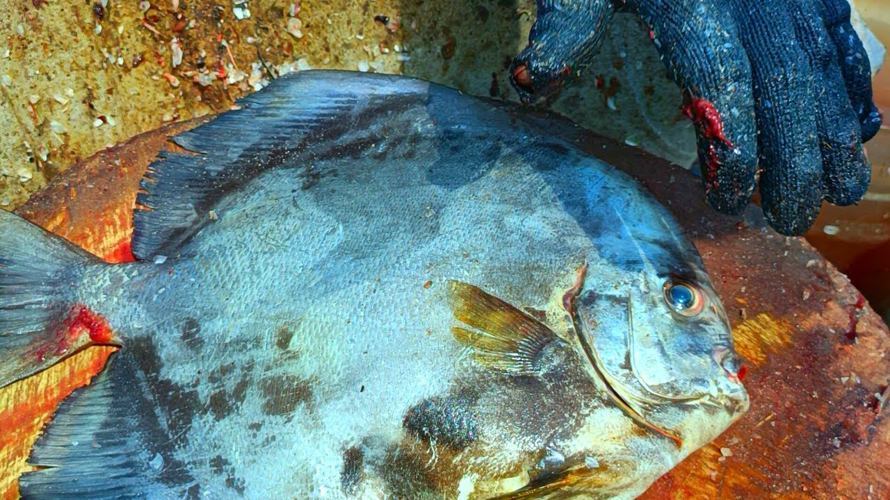 Spade Fish Cutting | 3kg fish Rs.700 | India Fish Market | CT 360*🔪 ...