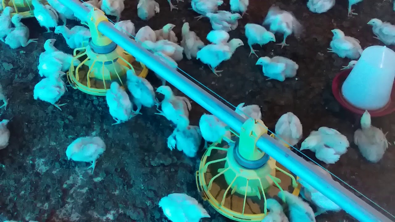 EC POULTRY FARM - YouTube