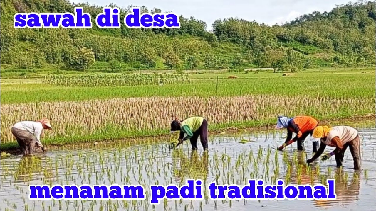 Cara tradisional tanam padi di sawah agar lurus dan rapi || hidup di desa - YouTube