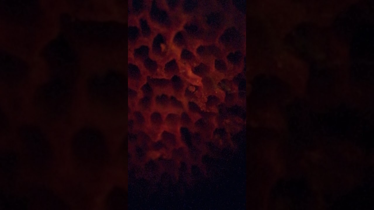 Trypophobia on a dried red mushroom - YouTube
