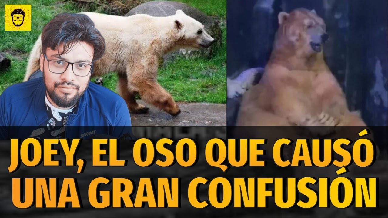 La Triste Historia del oso Albino que fue Enviado a la Antartida - YouTube