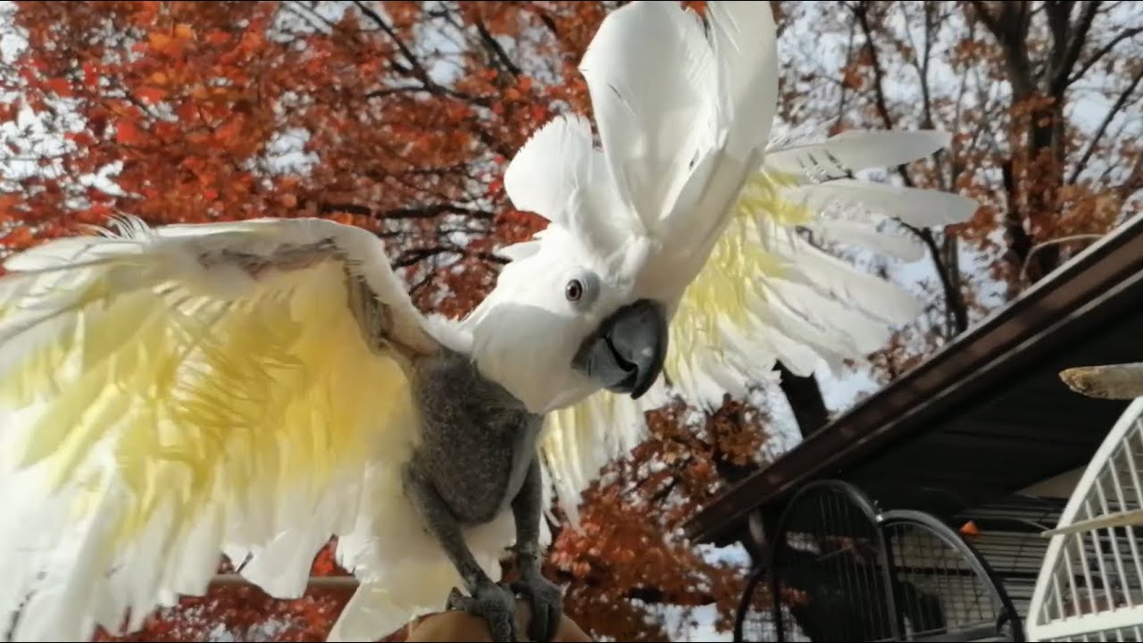 Good Morning Waking Up with Cockatoos and Birds Morning Routine in ...