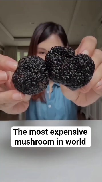 Why Are Truffles So Expensive? #facts #truffle #musroom - YouTube