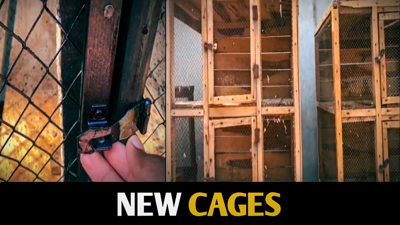 new cages ly lia #bird #youtube - YouTube