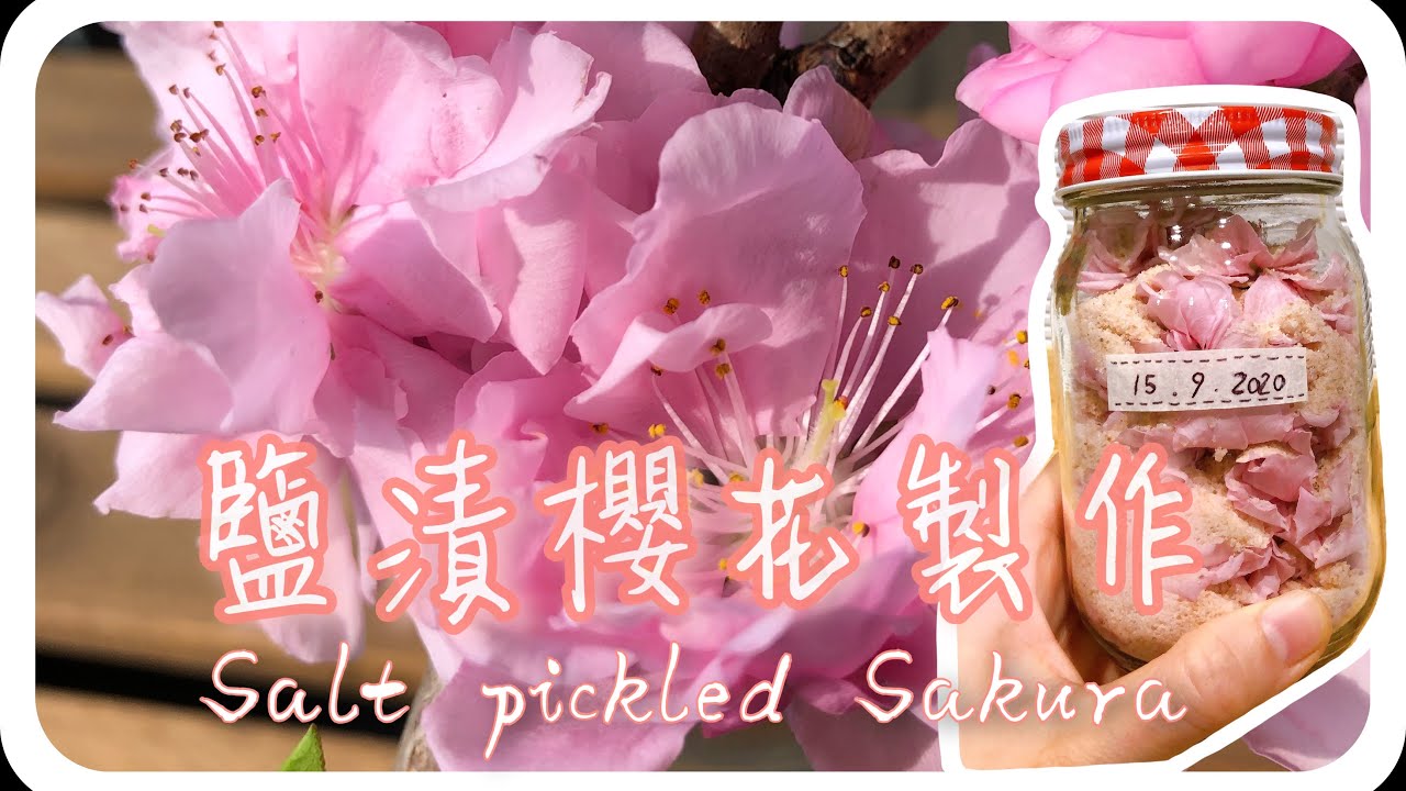 鹽漬櫻花🌸Salt Pickled Sakura, Let’s Preserve Spring in a Jar！ - YouTube