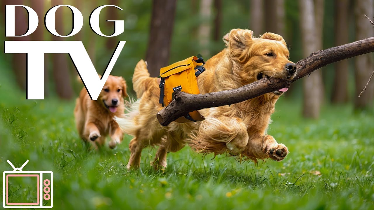 Dog TV Videos: Interactive Video for Dogs & Virtual Dog Walk - Soothe ...