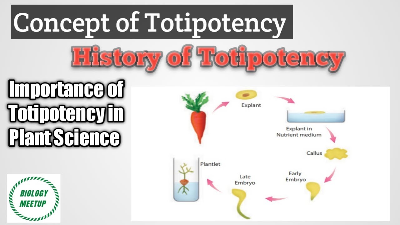 Concept of Totipotency and History of Totipotency, Importance of ...