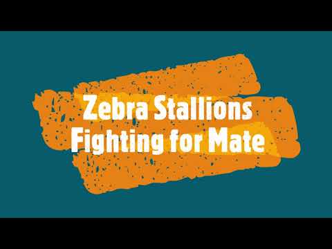 Zebra Stallions Fighting for Mate