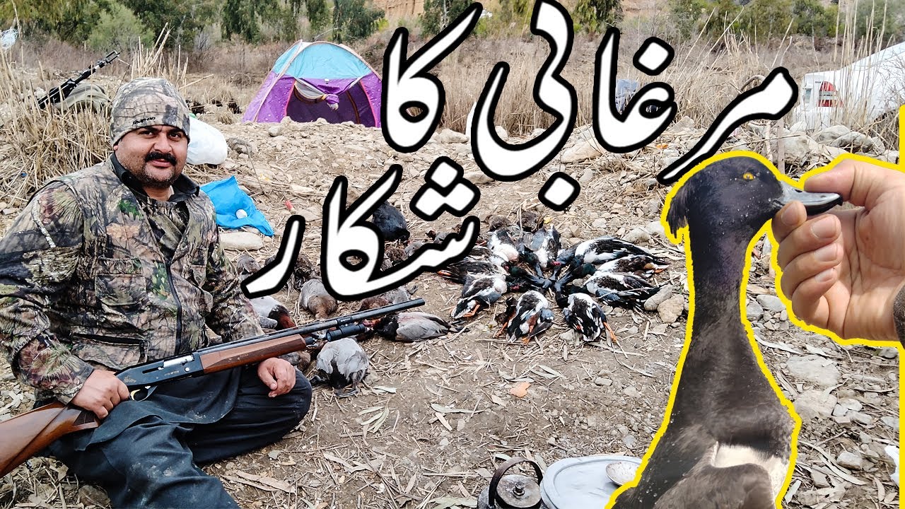 Duck Hunting Season Pakistan 2021-2022 | Duck Hunting | Murghabi ka ...