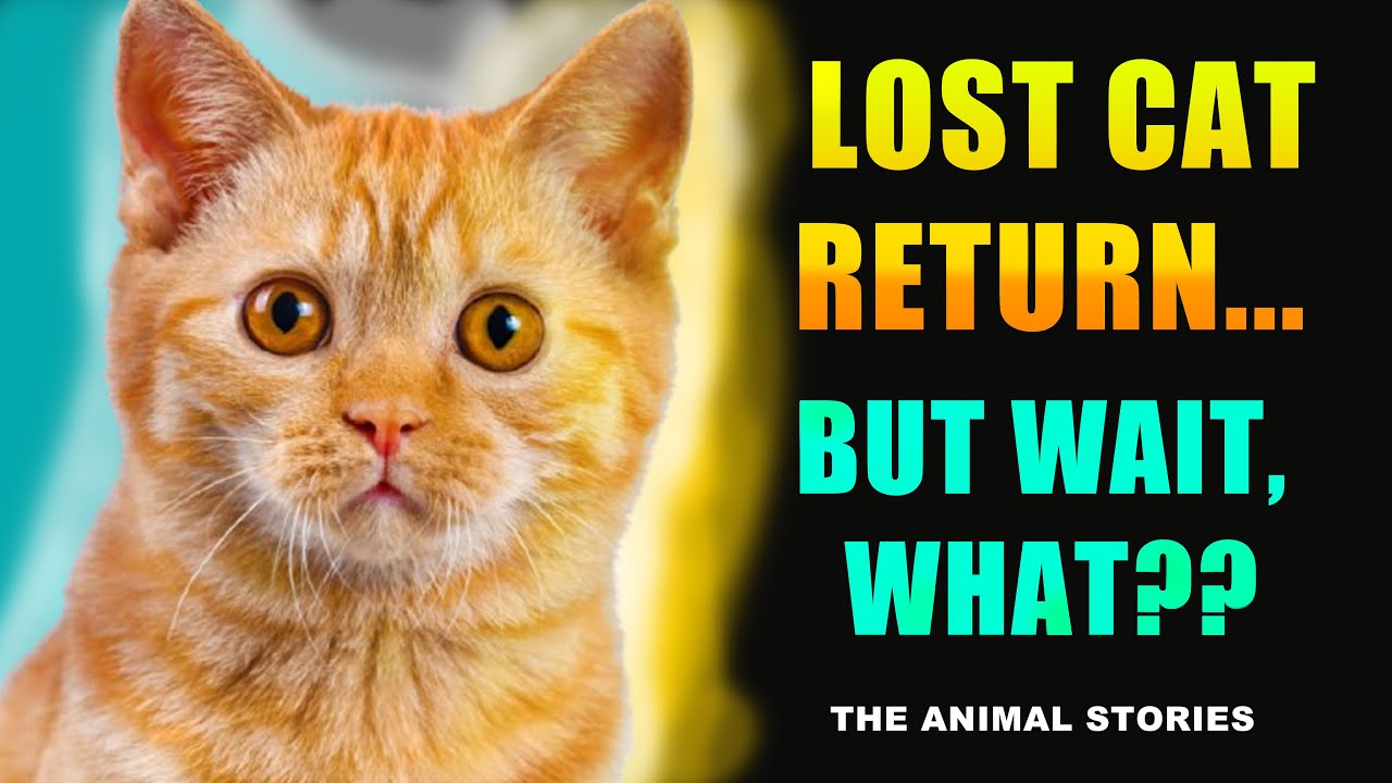 Cat Returns Home After Disappearing for Months—What He Brings Back ...