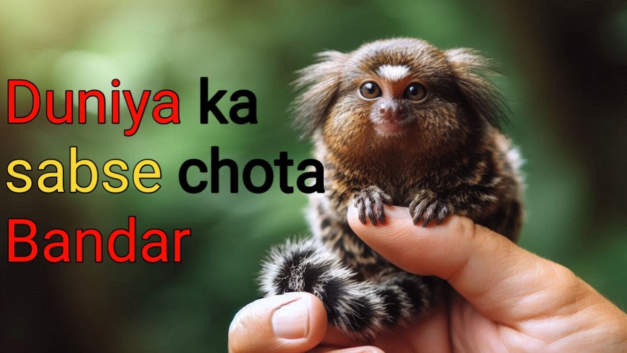 World's smallest monkey 🐒 | Chooha - YouTube