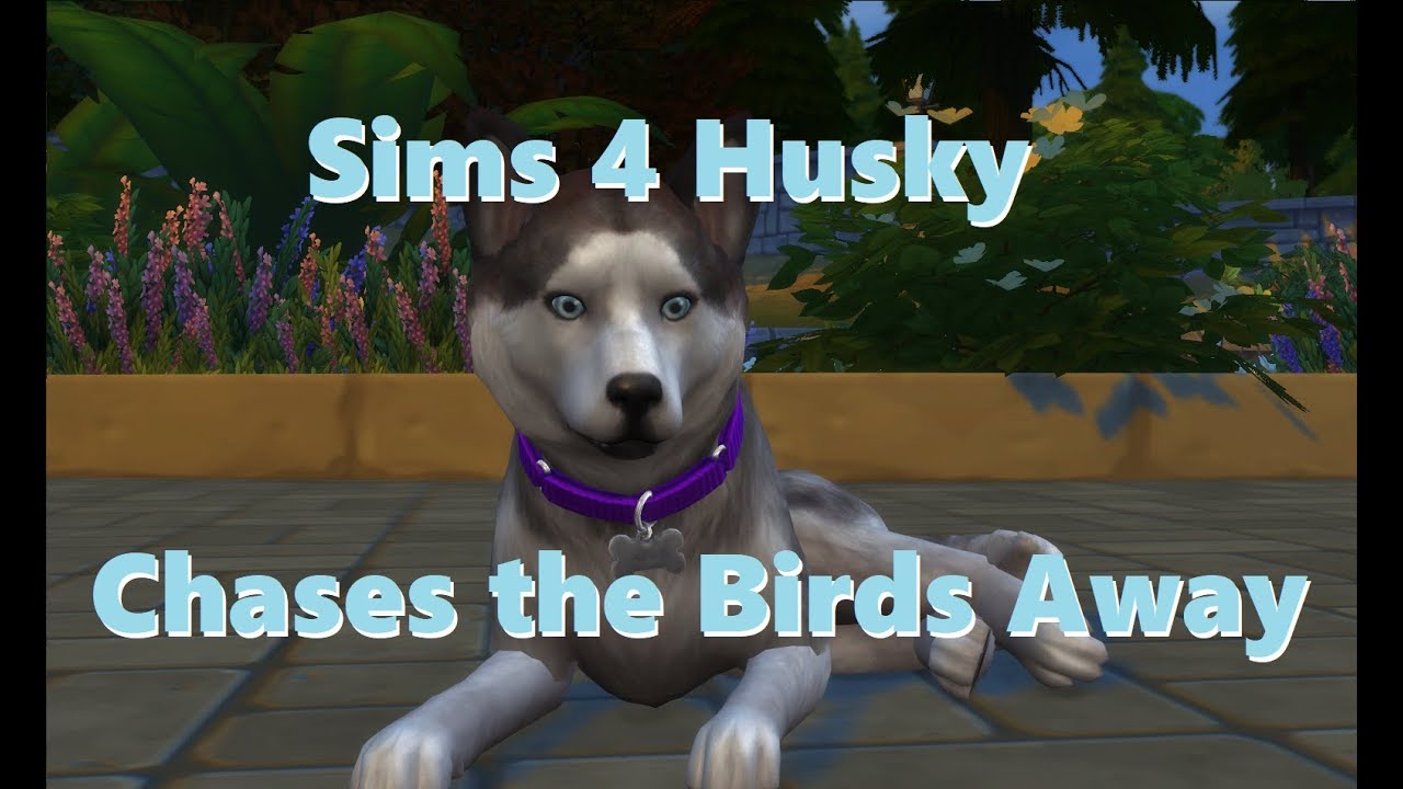 *Cute* Sims 4 Husky Chases Birds Away | SimSkeleton - YouTube